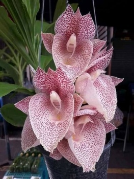 Solve Catasetum pileatum Red Pena jigsaw puzzle online with 266 pieces