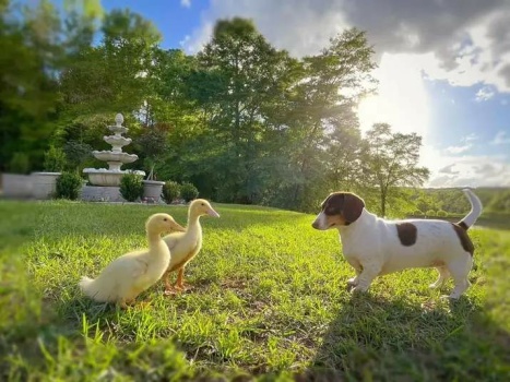 Solve The Showdown jigsaw puzzle online with 99 pieces