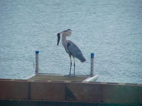 Solve Wildlife jigsaw puzzle online with 108 pieces