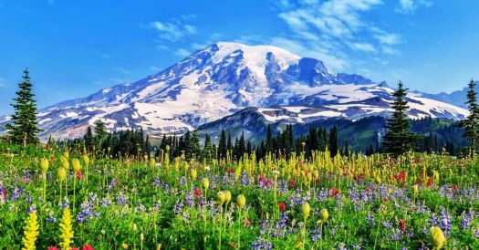 Solve Mt. Rainier Meadow jigsaw puzzle online with 220 pieces Solve Mt. Rainier Meadow jigsaw puzzle online with 220 pieces