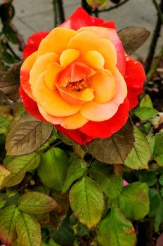 Solve Multi-colored Rose Blossom jigsaw puzzle online with 24 pieces