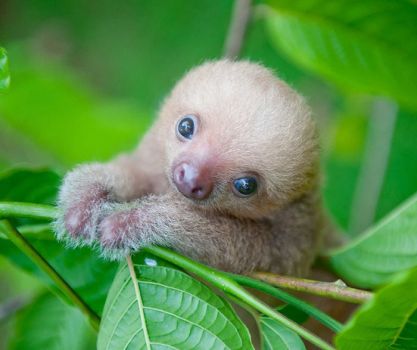 Solve Baby sloth jigsaw puzzle online with 99 pieces