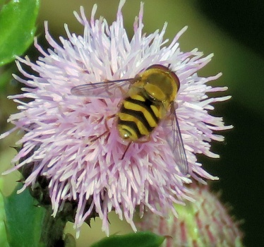 Solve common banded hoverfly (bessenbandzwever) jigsaw puzzle online ...