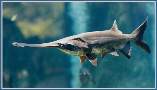 Solve Chinese Paddlefish now officially extinct jigsaw puzzle online ...
