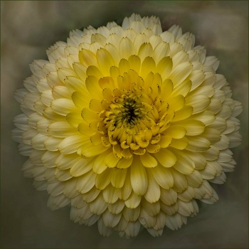 Jigsaw Puzzle | 49 pieces | Yellow | Jigidi