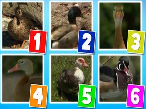 Solve six ducks jigsaw puzzle online with 12 pieces