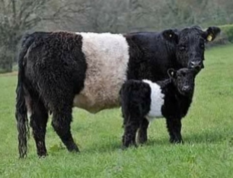 Solve Oreo cow and calf! jigsaw puzzle online with 80 pieces