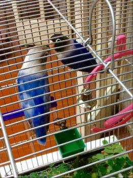 Solve R2 & D2 parents of Samsung jigsaw puzzle online with 24 pieces