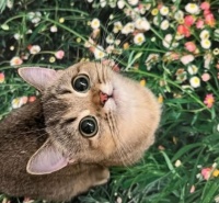 Animal puzzles | Jigidi.com