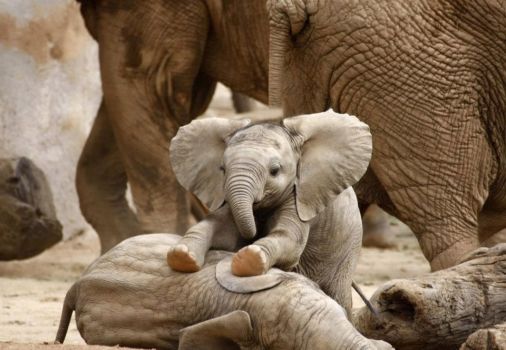 Solve Elephant Buddies jigsaw puzzle online with 150 pieces