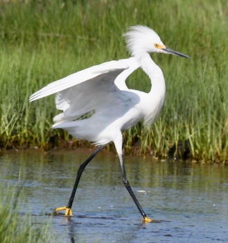 Solve Egret is such a pretty bird. jigsaw puzzle online with 64 pieces