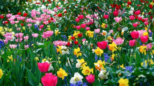 Solve Spring is Near 🌷🌸 jigsaw puzzle online with 60 pieces