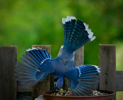 Solve OOPS!! Fell off my perch! jigsaw puzzle online with 56 pieces