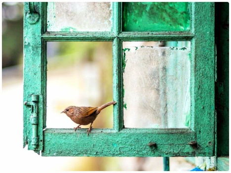 Solve Bird Resting on Broken Window Frame jigsaw puzzle online with 192 ...