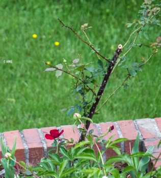 Solve Pinocchio Rose jigsaw puzzle online with 9 pieces