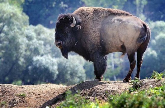 Solve bizon jigsaw puzzle online with 24 pieces