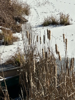 Solve Cattails and lots of tracks on the snow jigsaw puzzle online with ...