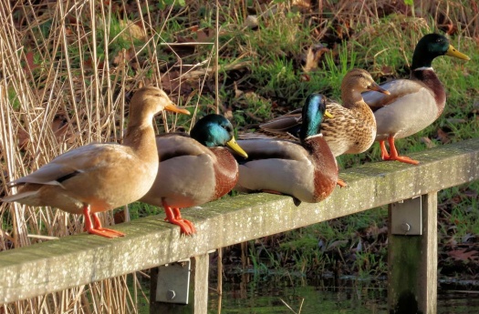 Solve mallards enjoying the sunshine jigsaw puzzle online with 54 pieces Solve mallards enjoying the sunshine jigsaw puzzle online with 54 pieces