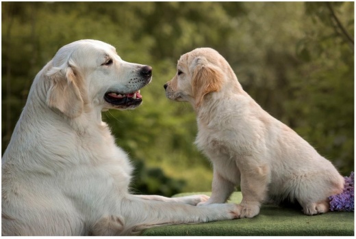 Solve Golden Retriever, "Cheeto" Meets His New Baby Brother, "Spud ...