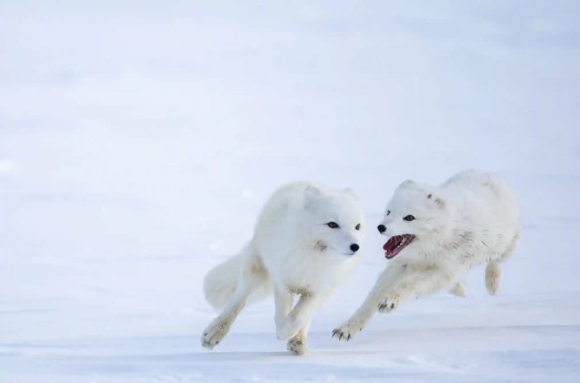 Solve Norway's remote Arctic White Fox Breeding Station helps save ...