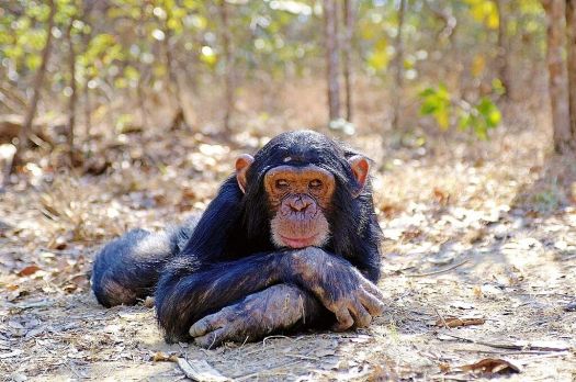 Solve A chimpanzee in the Chimfunshi wildlife sanctuary in Zambia ...