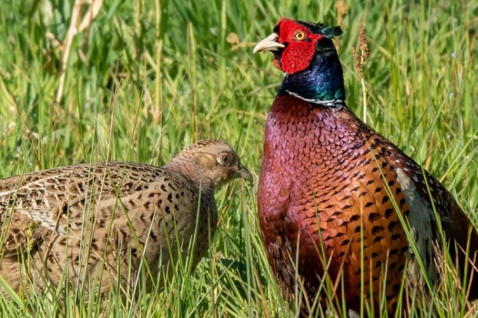 Solve Fazant jigsaw puzzle online with 117 pieces