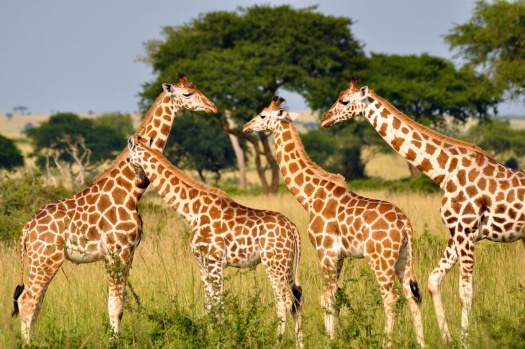 Solve GIRAFFES 🦒🦒 jigsaw puzzle online with 117 pieces