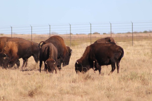 Solve Southern Plains Bison jigsaw puzzle online with 96 pieces