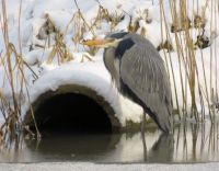 Animal puzzles | Jigidi.com