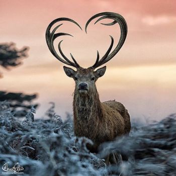Solve Elk with heart shaped antlers jigsaw puzzle online with 81 pieces