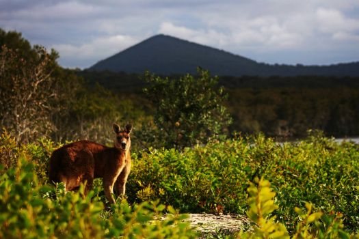 Solve A Big Red Roo in the National Park jigsaw puzzle online with 77 ...