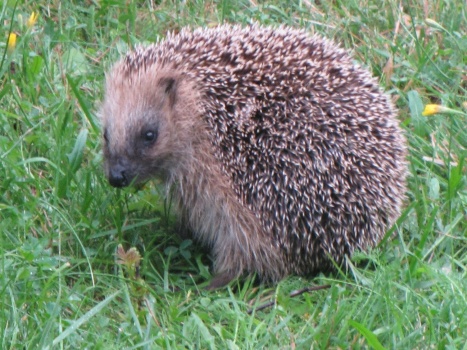 Solve siili jigsaw puzzle online with 204 pieces