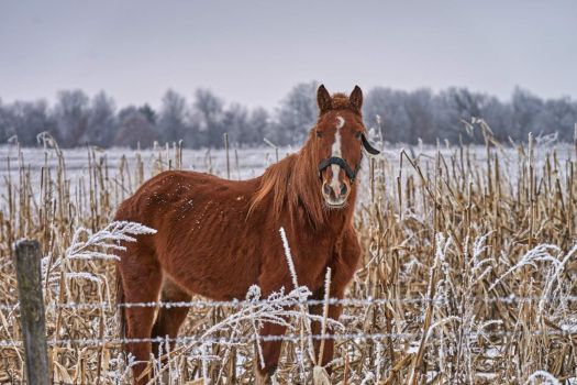 Solve Amish Horse jigsaw puzzle online with 70 pieces Solve Amish Horse jigsaw puzzle online with 70 pieces