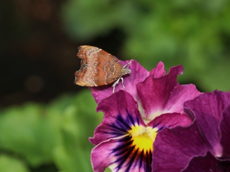 Solve Fig-tree Skeletonizer Moth - Choreutis nemorana ...