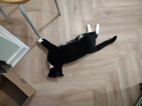 Solve Roxie 395 - Dramatic cat time - ballet position 1 jigsaw puzzle ...