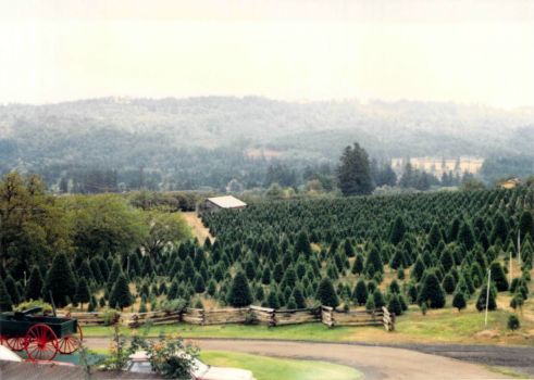 Solve Christmas Tree Farm In Oregon jigsaw puzzle online with 88 pieces