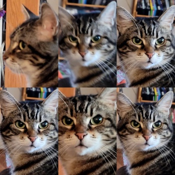 Solve Kate the Cat jigsaw puzzle online with 121 pieces