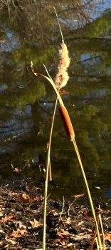 Solve Cattails jigsaw puzzle online with 60 pieces