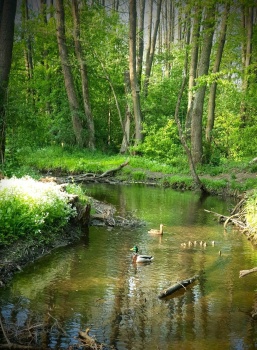 Solve Poland, a serene forest stream where ducks swim among the lush ...