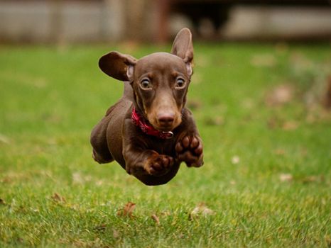 Solve SUPER PUPPY jigsaw puzzle online with 80 pieces