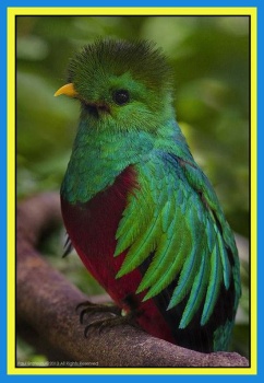 Solve Resplendent Quetzal (Pharomachrus mocinno), Panama jigsaw puzzle ...