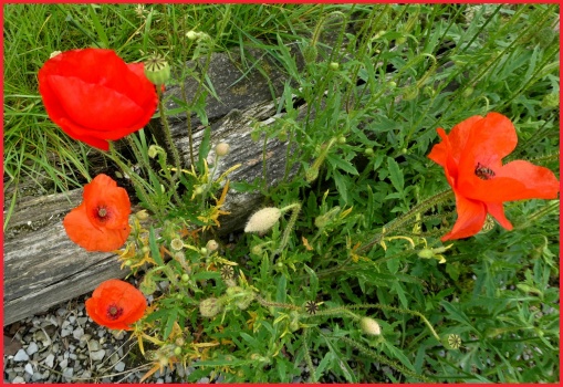 Solve Poppies in the wild. Klaprozen in het wild. jigsaw puzzle online ... Solve Poppies in the wild. Klaprozen in het wild. jigsaw puzzle online ...