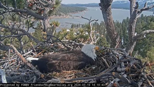 Solve Eagles Nest Big Bear Valley 2024.3.10 pip watch with Jackie ...