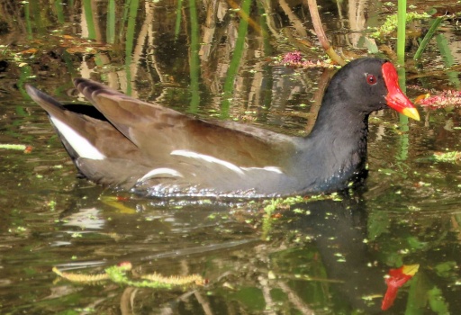 Solve moorhen (waterhoentje) jigsaw puzzle online with 54 pieces