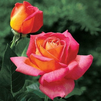 Solve summer nights hybrid tea roses jigsaw puzzle online with 81 pieces
