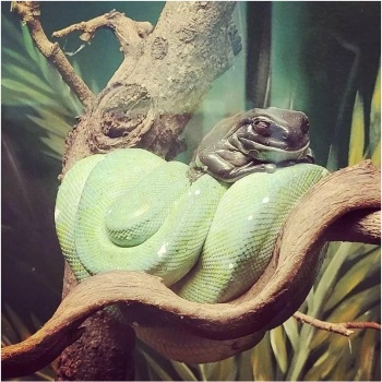 Solve Unlikely Friends jigsaw puzzle online with 16 pieces