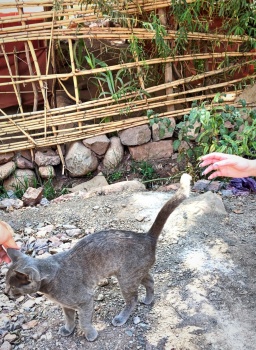 Solve The Grey Cat jigsaw puzzle online with 35 pieces