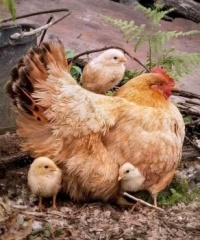 Animal puzzles | Jigidi.com