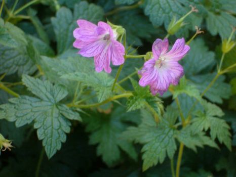 Solve German Flora jigsaw puzzle online with 12 pieces