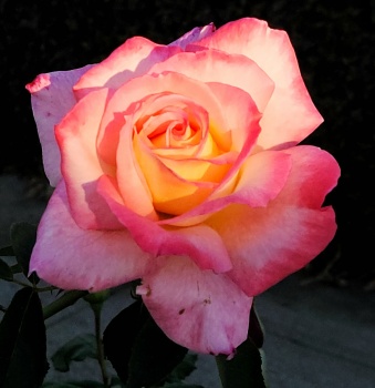 Solve Shadowed Rose Blossom jigsaw puzzle online with 64 pieces